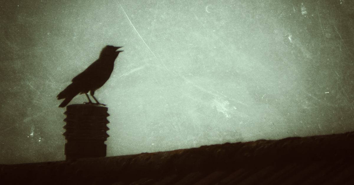 One pitch: Birds for distortion and mouth synthesizers